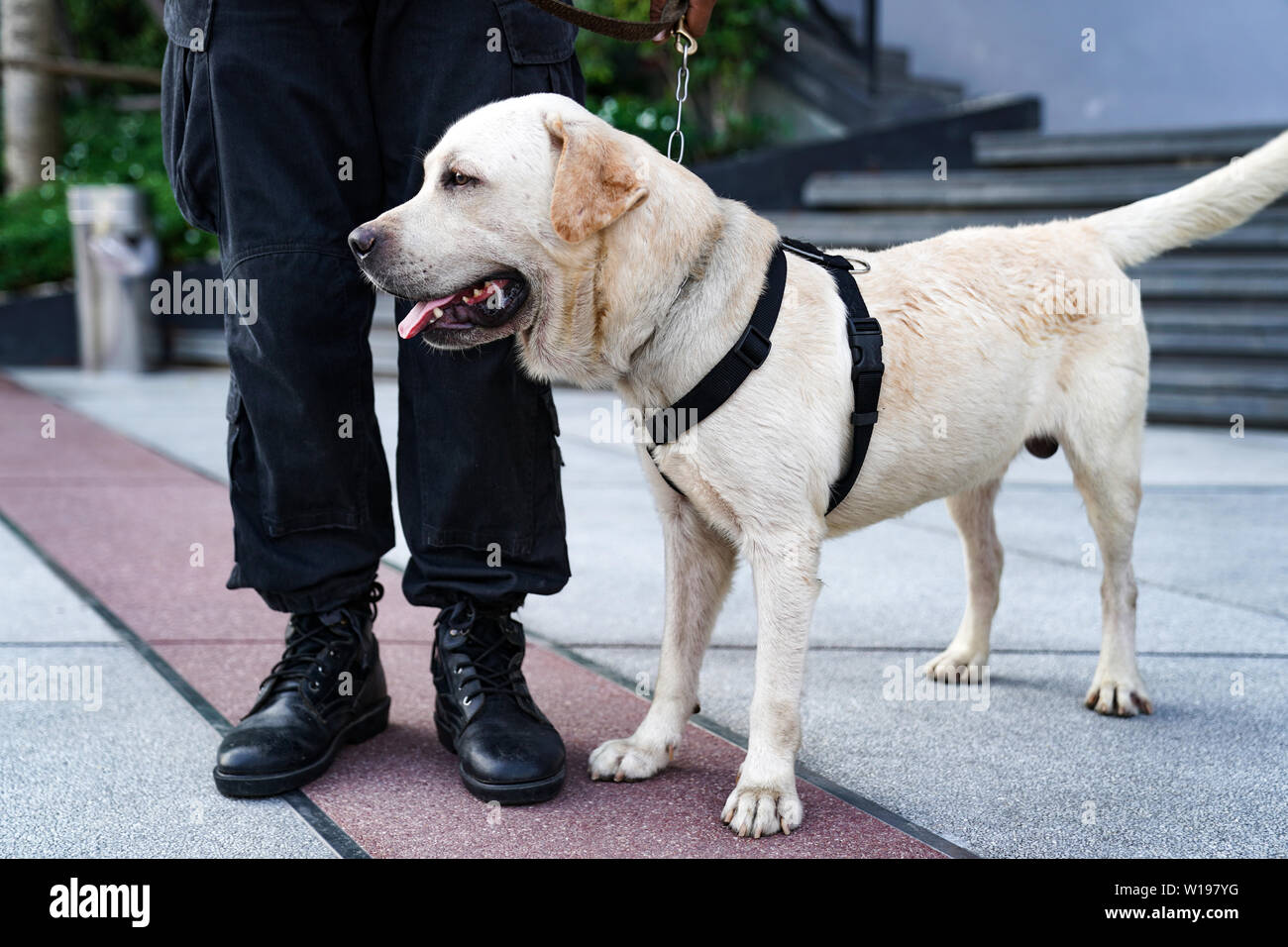 Mine detection dogs training hi-res stock photography and images - Alamy
