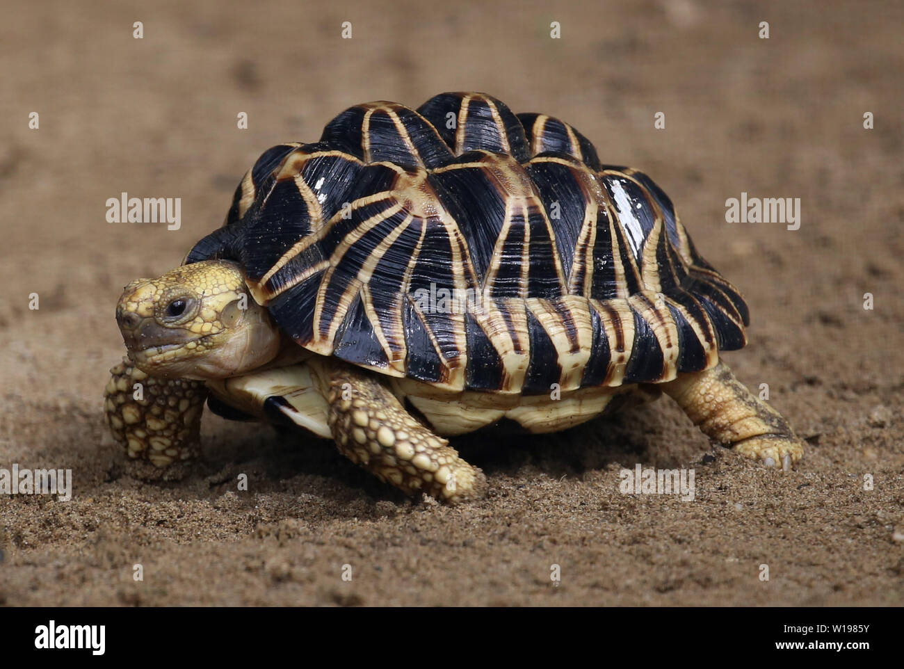The Burmese Star Tortoise High Resolution Stock Photography and Images ...