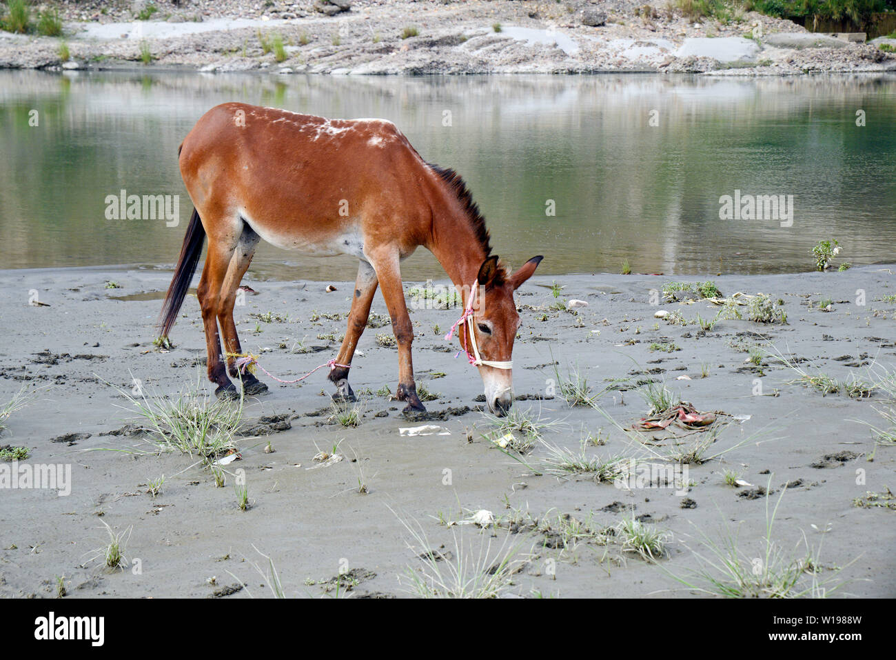 Mule eating grass on river bank Stock Photo - Alamy