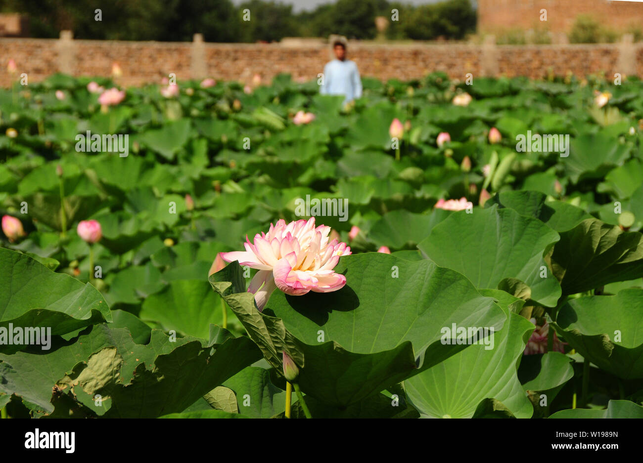 Peshawar, Pakistan. 1st July, 2019. Lotus flowers are seen on the ...