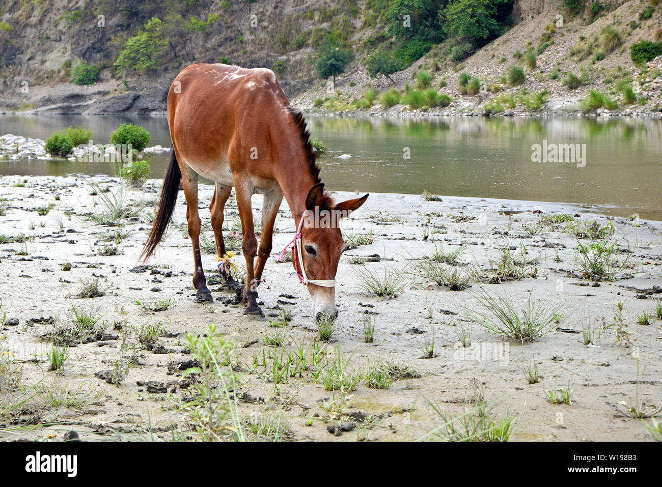 Livestock graze himalayas hi-res stock photography and images - Alamy