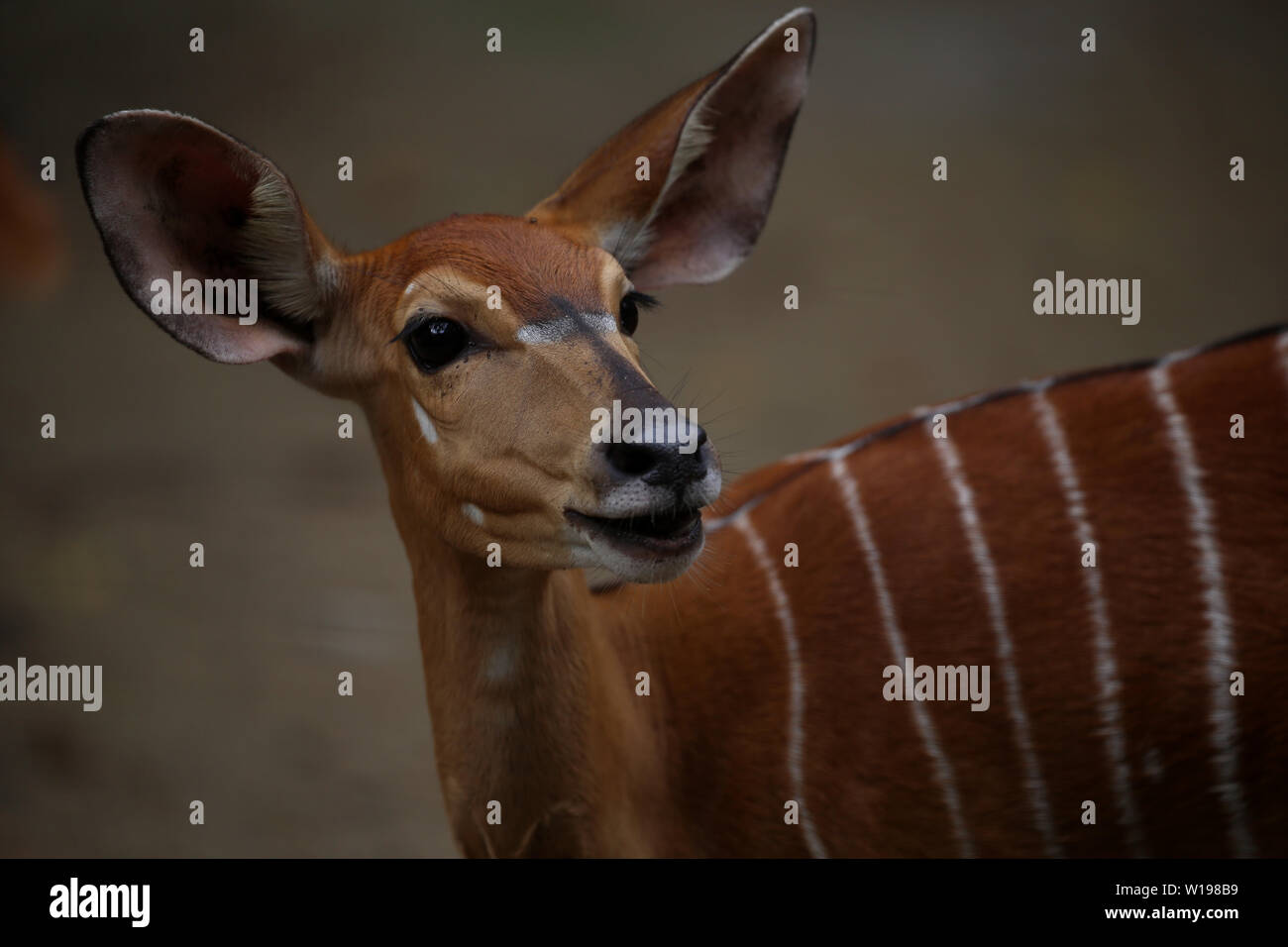 Myanmar Animal Life National Symbols Of Myanmar | Thuta Travel