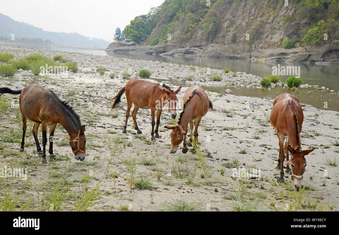 Mule eating hi-res stock photography and images - Alamy