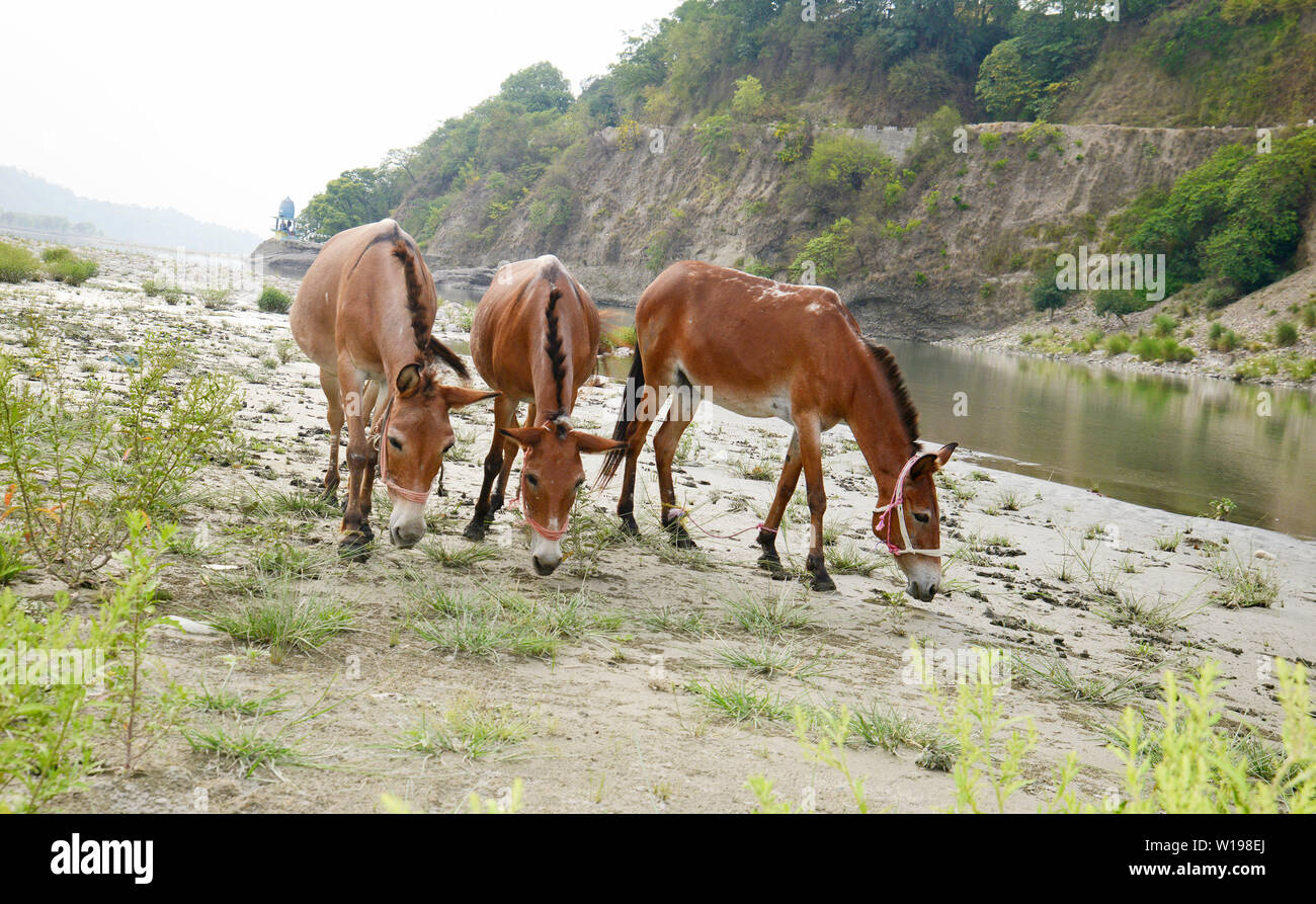 Mule Eating High Resolution Stock Photography and Images - Alamy