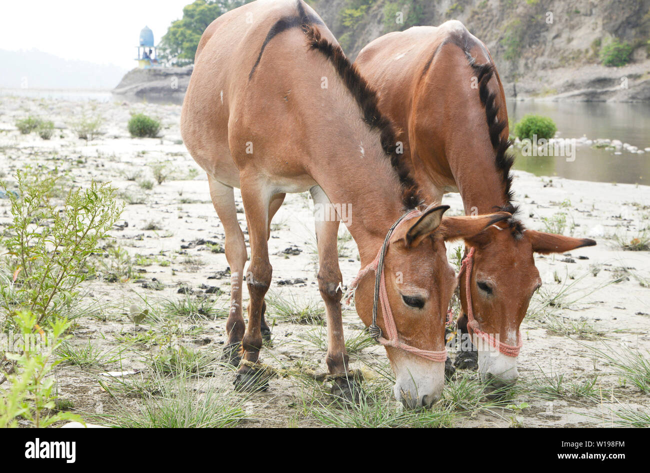 Mule eating grass on river bank Stock Photo - Alamy