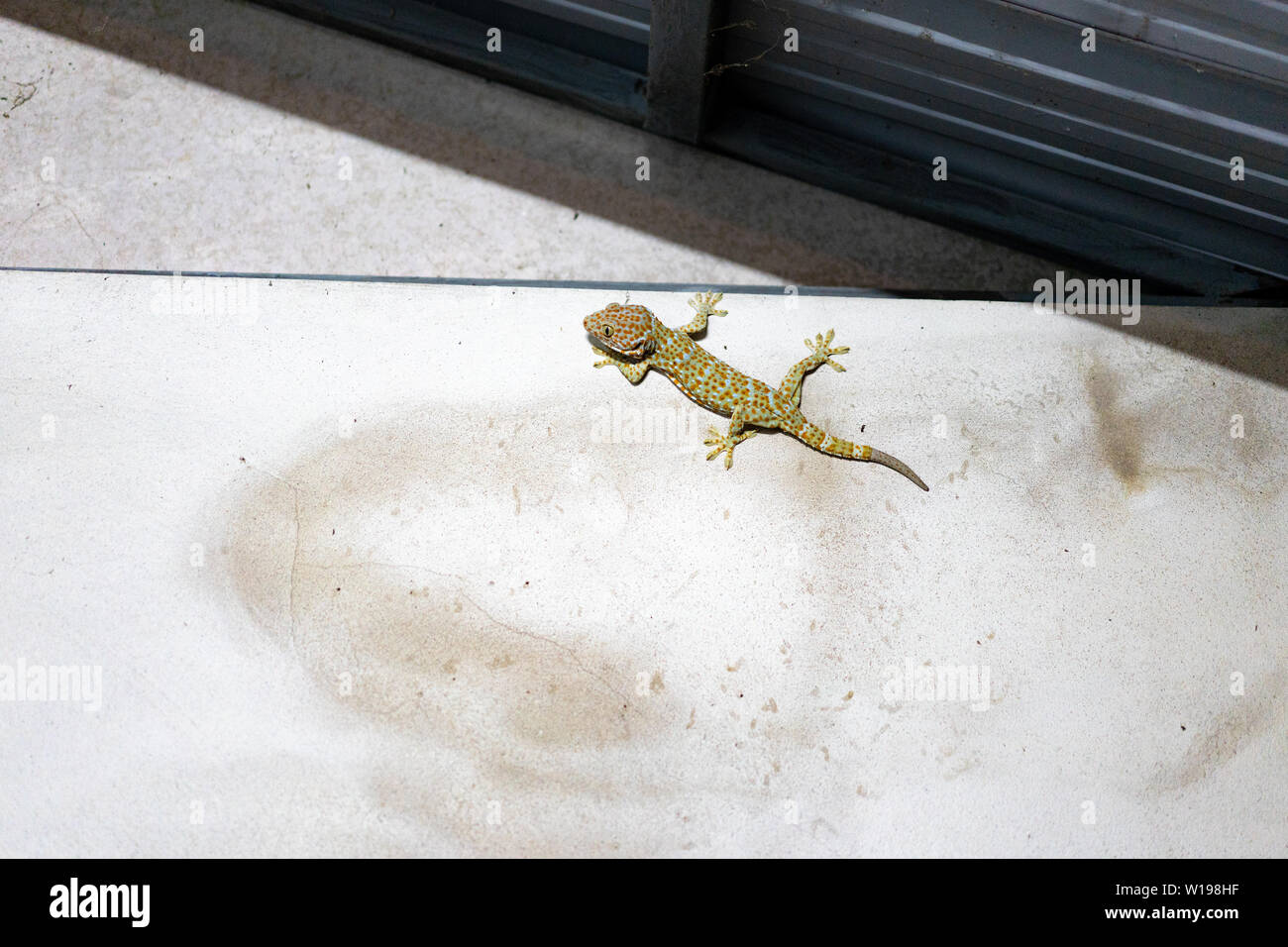Lizard in toilet hi-res stock photography and images - Alamy