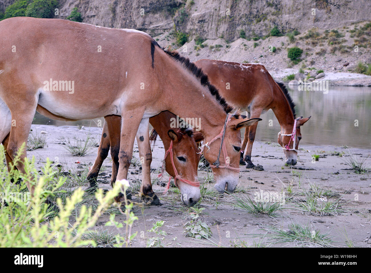 Himalayas horse graze grass hi-res stock photography and images - Alamy