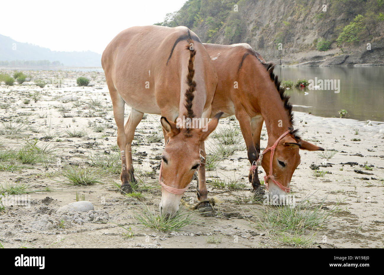 Mule eating grass on river bank Stock Photo - Alamy