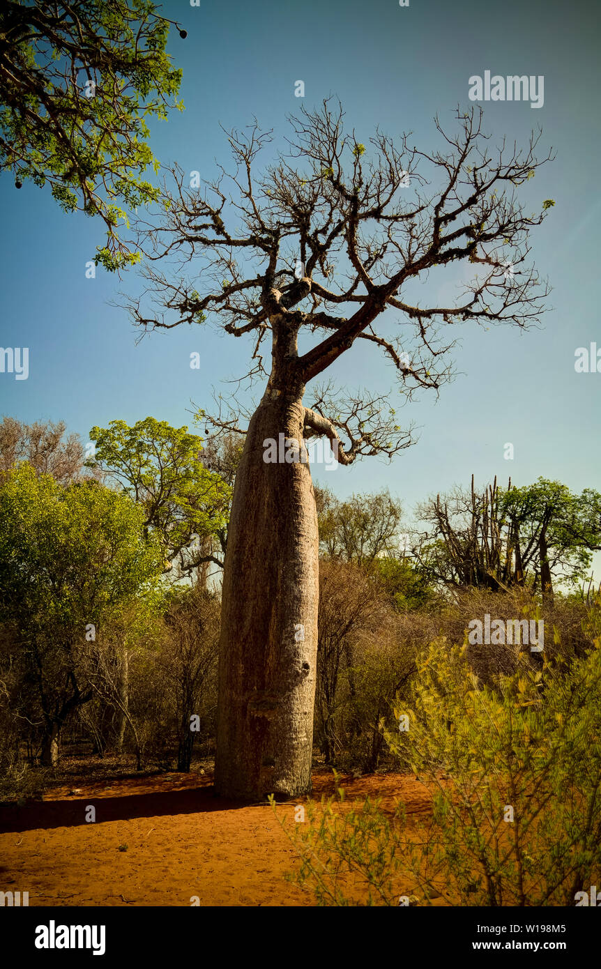 Landscape with Adansonia rubrostipa aka fony baobab tree, Reniala ...