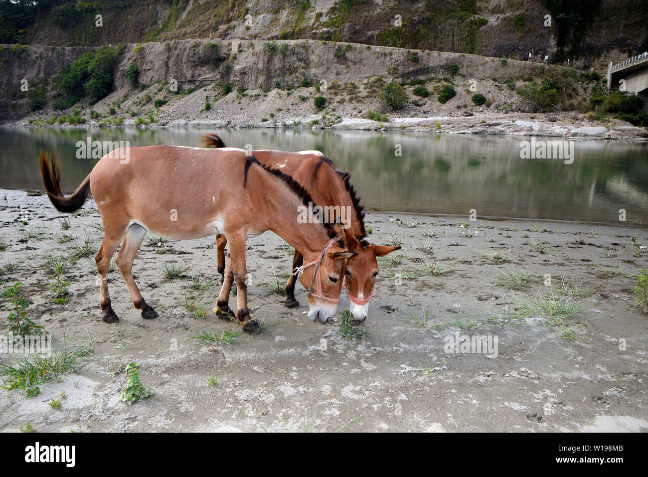Mule eating hi-res stock photography and images - Alamy