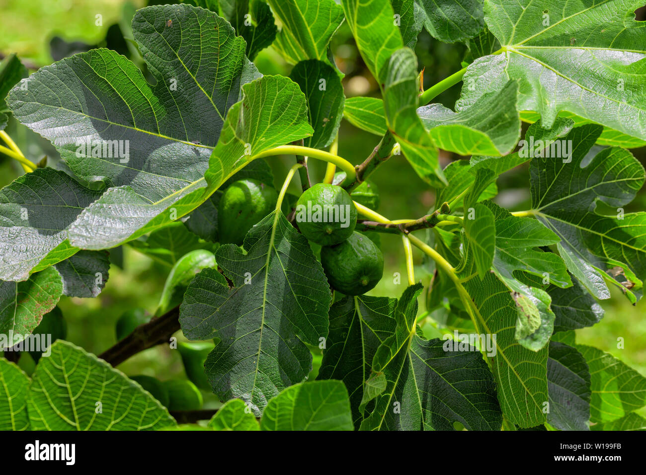Figs ripening tree hi-res stock photography and images - Alamy