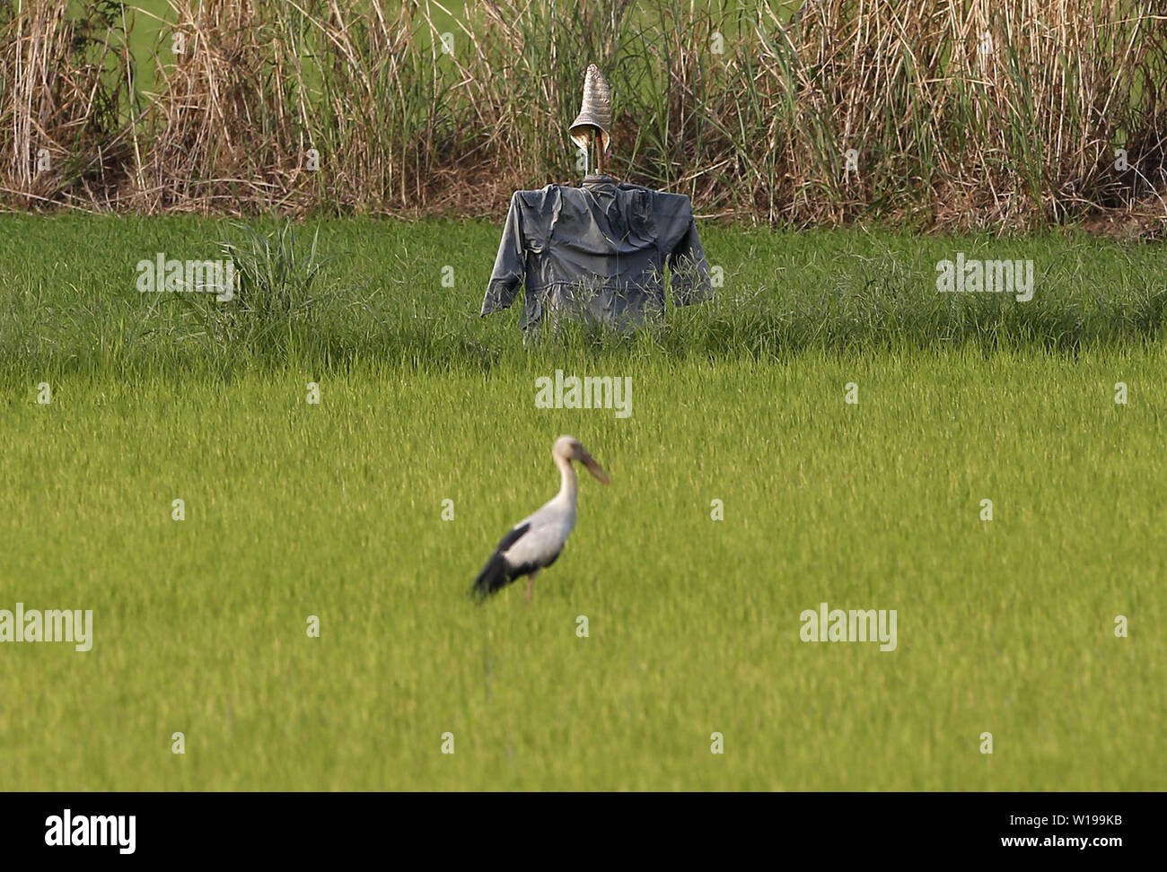 Nakhon Sawan, Thailand. 1st July, 2019. A bird in a rice field with a ...