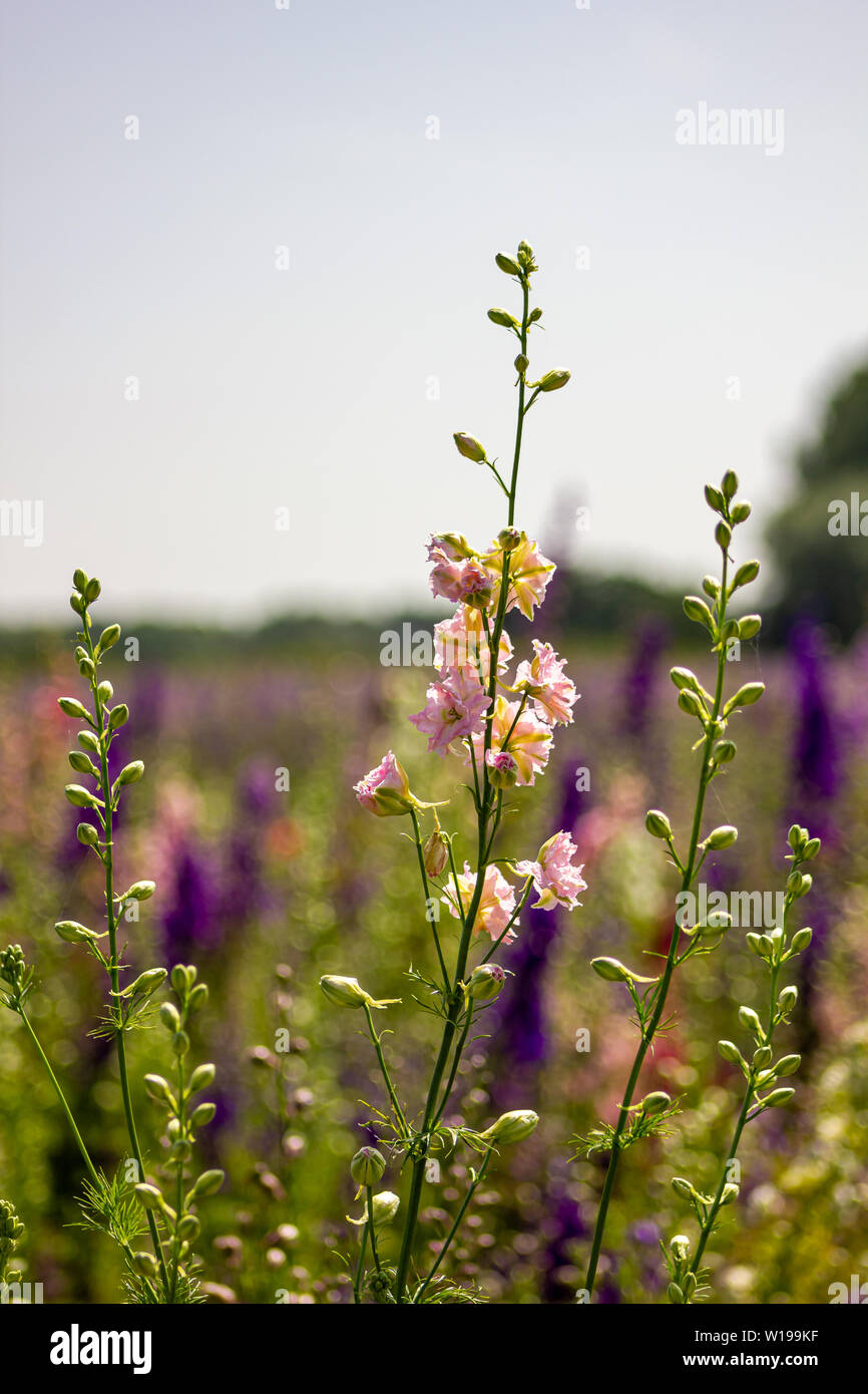 THE CONFETTI FIELDS, WICK, PERSHORE, WORCESTERSHIRE Stock Photo - Alamy