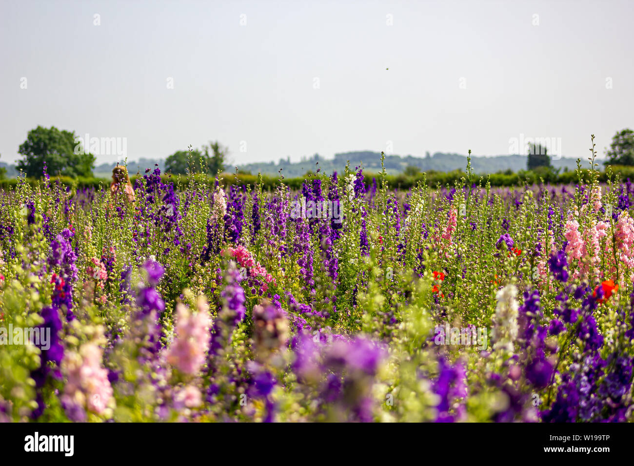 THE CONFETTI FIELDS, WICK, PERSHORE, WORCESTERSHIRE Stock Photo - Alamy