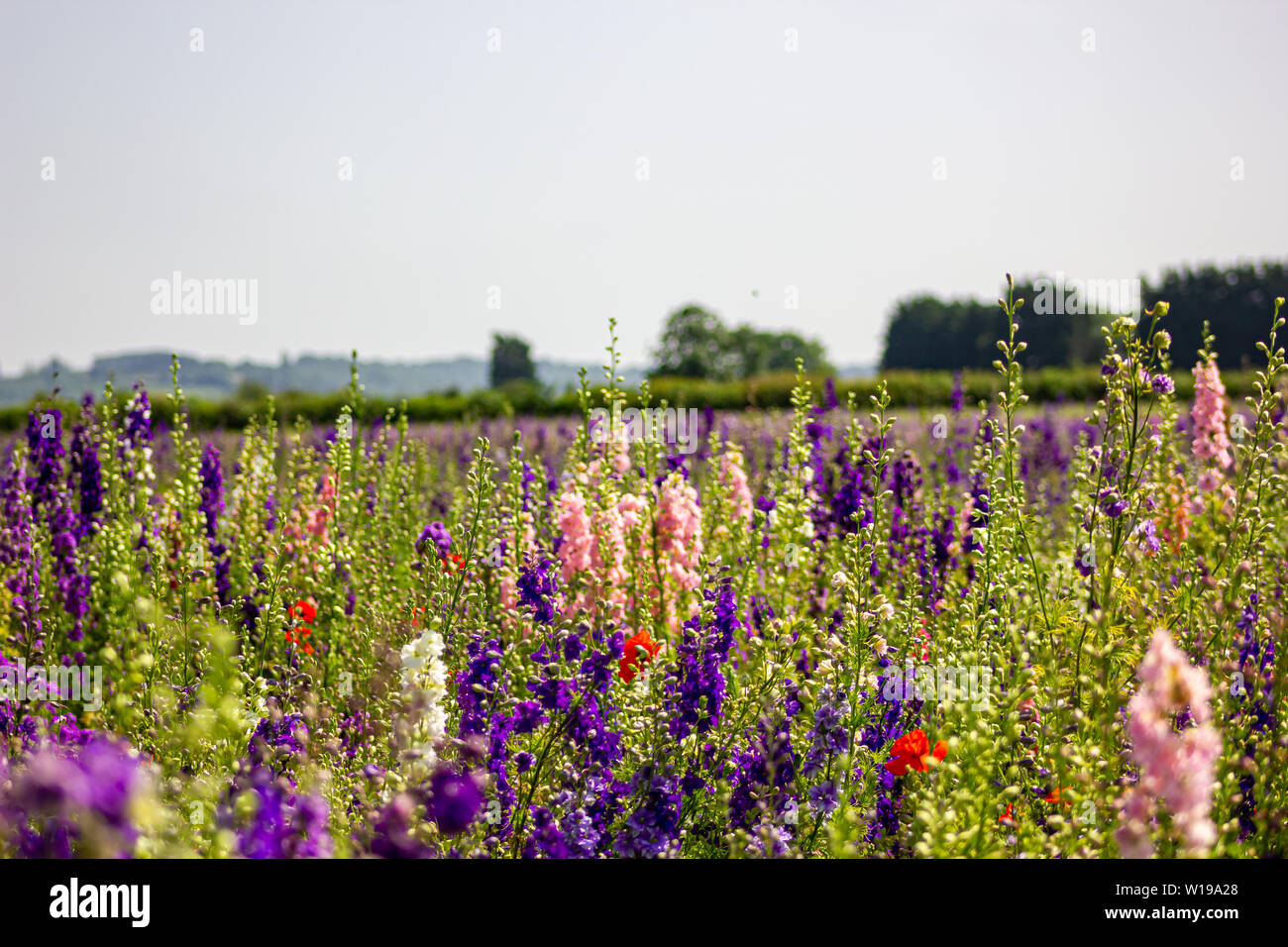 THE CONFETTI FIELDS, WICK, PERSHORE, WORCESTERSHIRE Stock Photo - Alamy