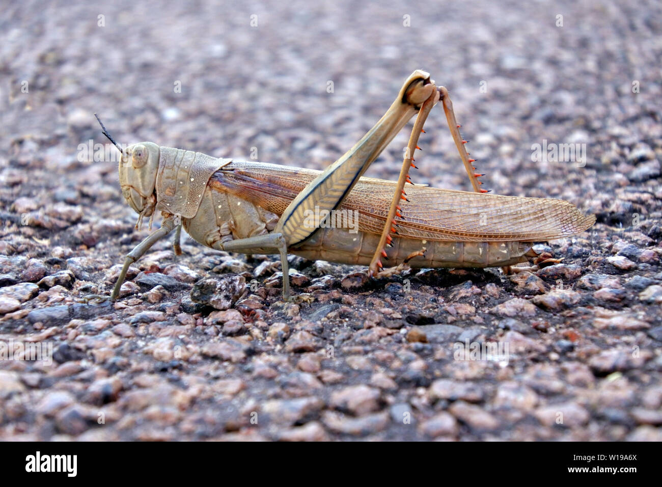 Locust Antenna High Resolution Stock Photography and Images - Alamy