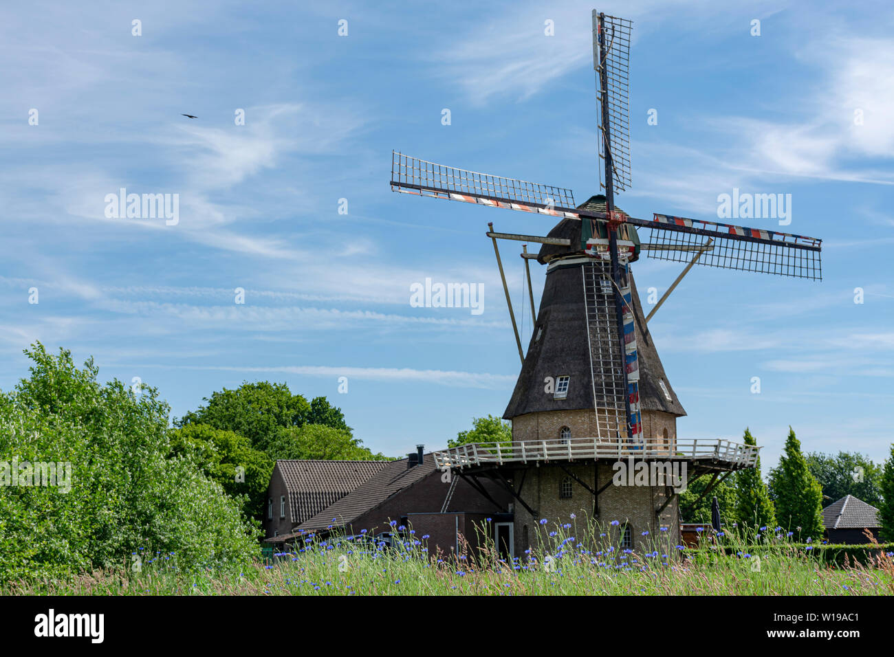 Dutch grain wind mill and corn field with blue flowers in summer, Oerle ...