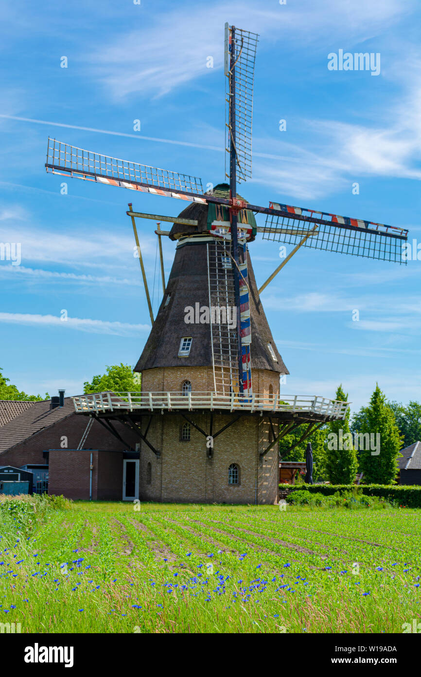 Dutch grain wind mill and corn field with blue flowers in summer, Oerle ...