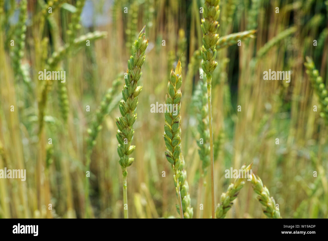 Ripe golden wheat spikes on farm field close up Stock Photo - Alamy