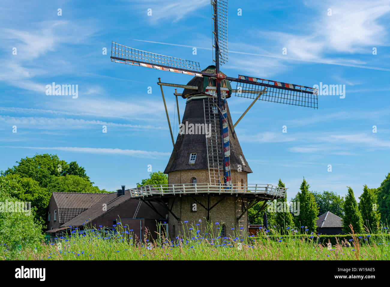 Dutch grain wind mill and corn field with blue flowers in summer, Oerle ...