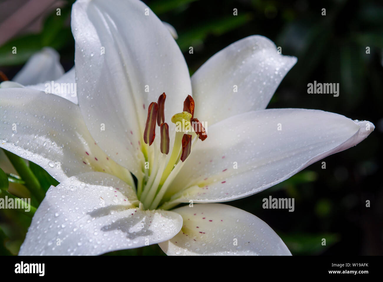 White lilium lily flowers, symbol of love and innocence close up Stock ...