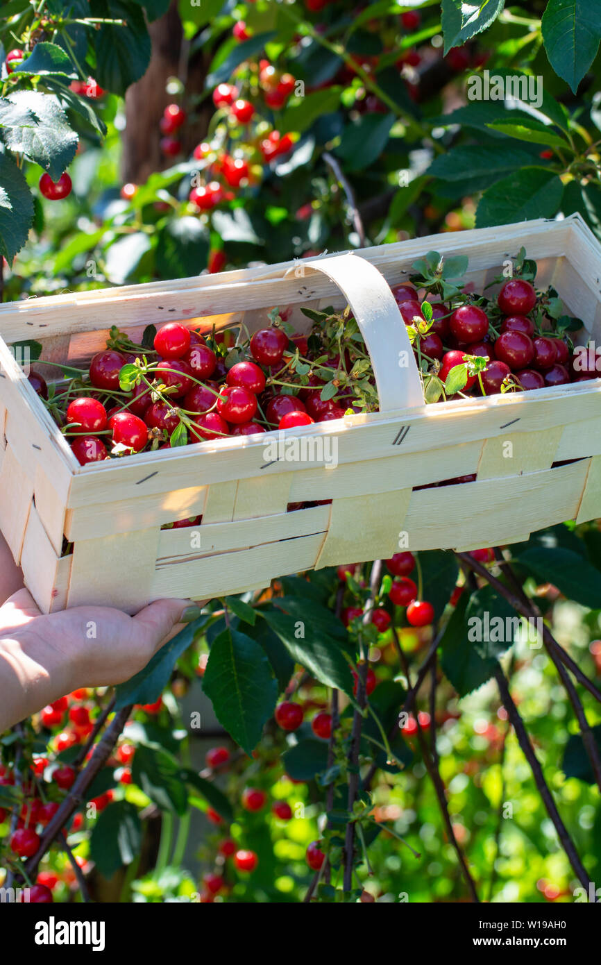 New harvest of Prunus cerasus sour cherry, tart or dwarf cherry in ...