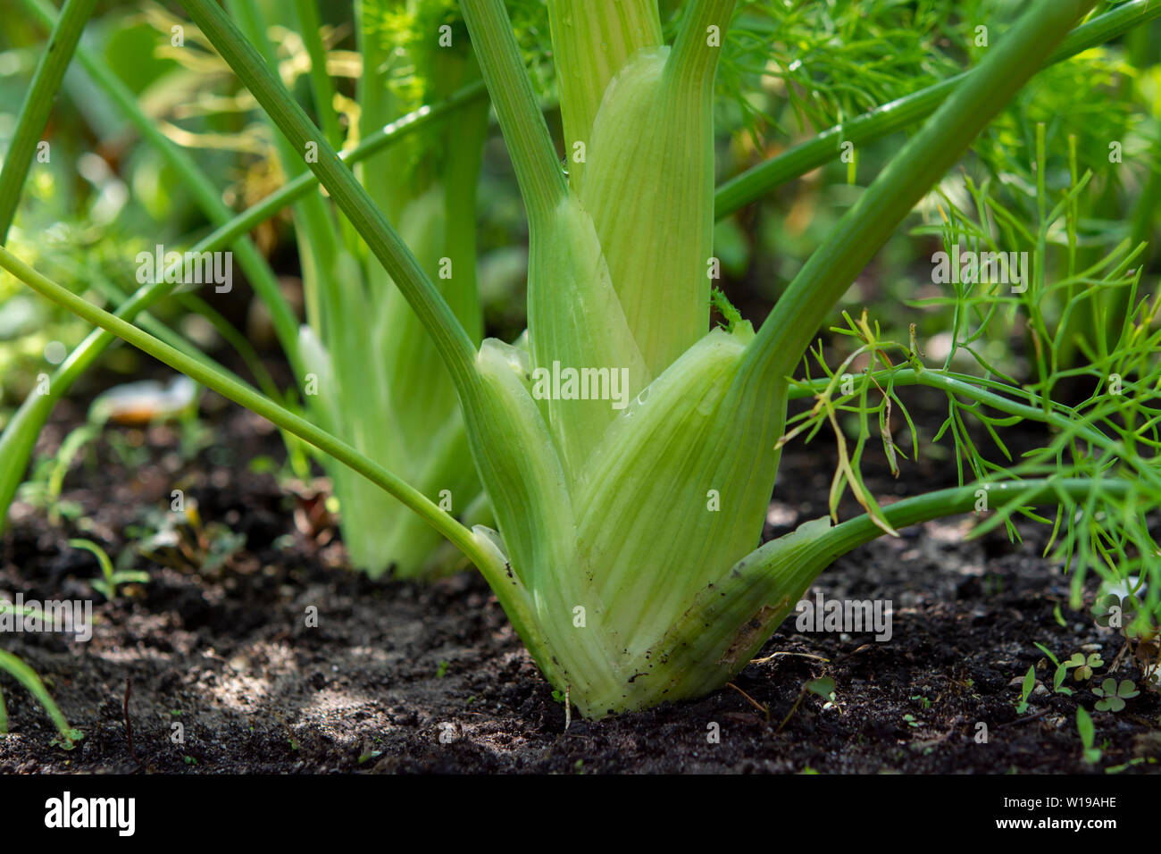 Healthy vegetables growing in garden, young green bulb of fennel plant ...