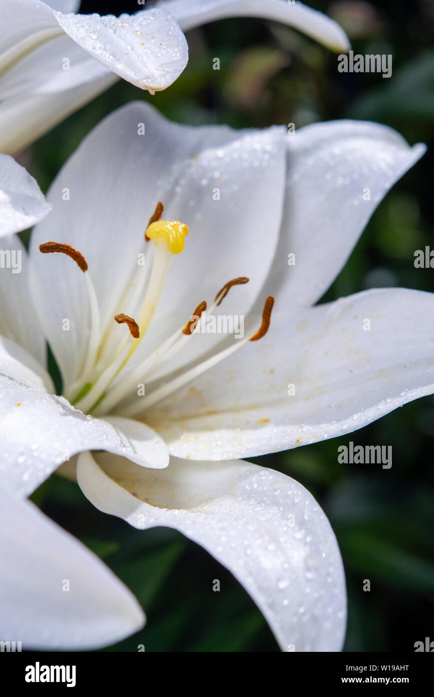 Innocence symbol hi-res stock photography and images - Alamy