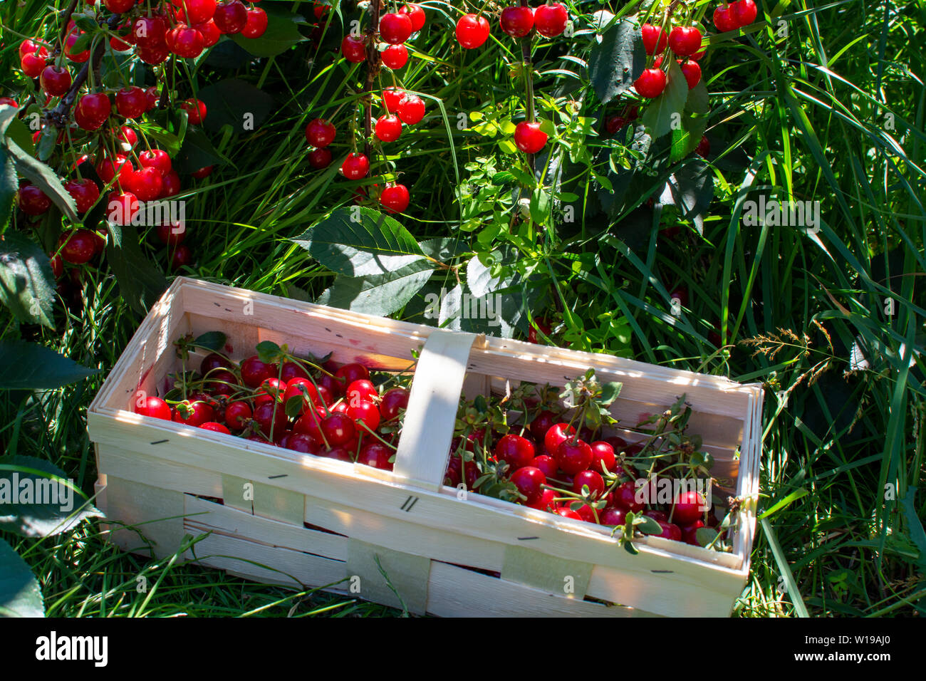 New harvest of Prunus cerasus sour cherry, tart or dwarf cherry in ...