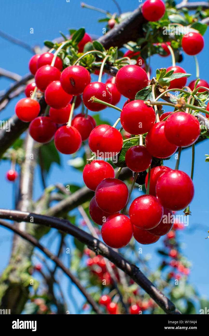 New harvest of Prunus cerasus sour cherry, tart or dwarf cherry in ...