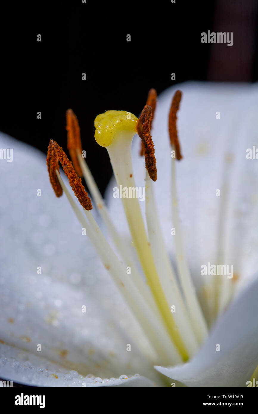 White lilium lily flowers, symbol of love and innocence close up Stock ...
