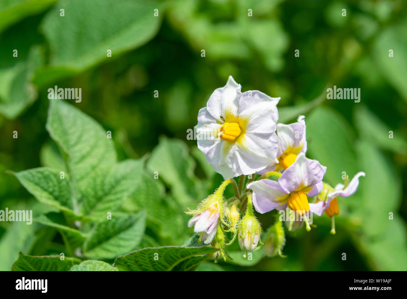 White flowers of potato plant in summer close up, green nature ...