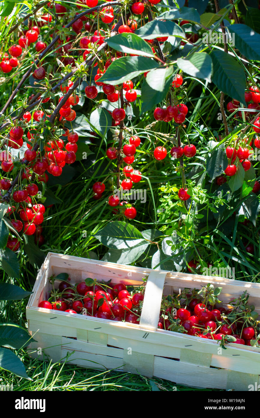 New harvest of Prunus cerasus sour cherry, tart or dwarf cherry in ...