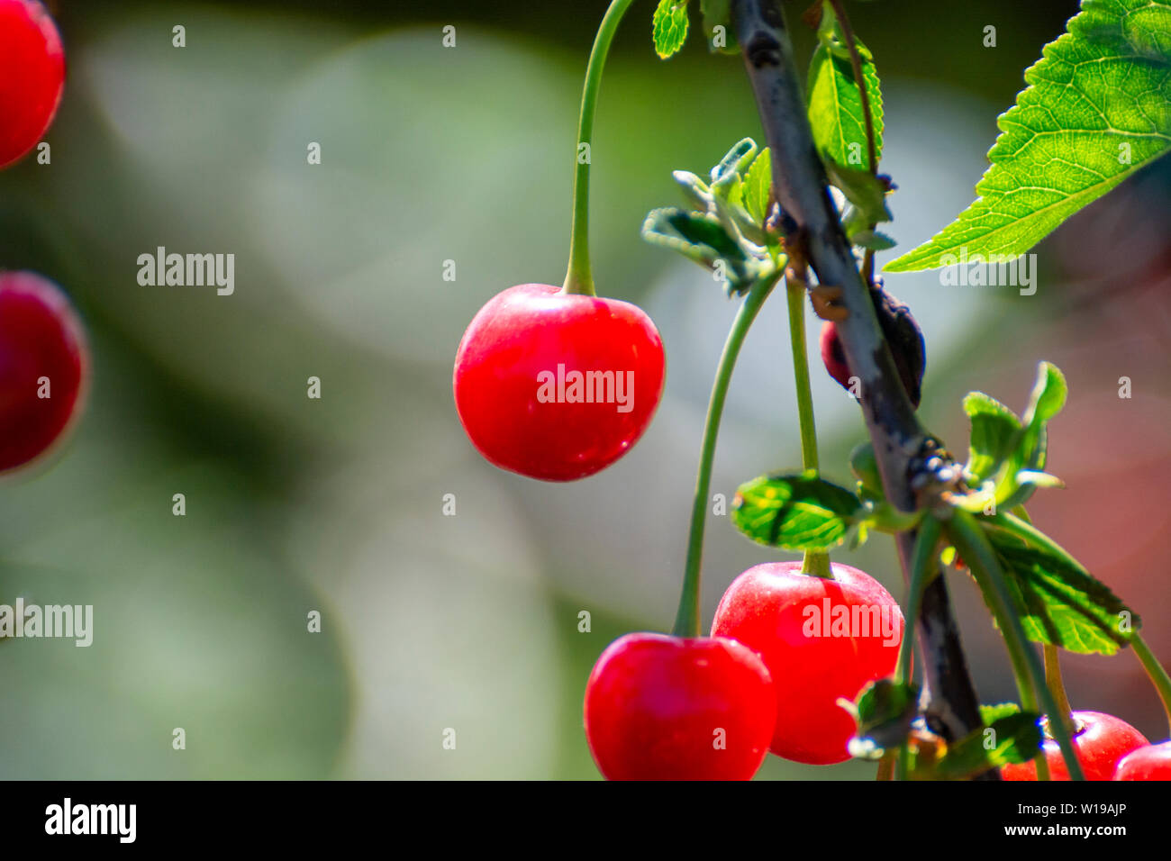 New Harvest Of Prunus Cerasus Sour Cherry Tart Or Dwarf Cherry In