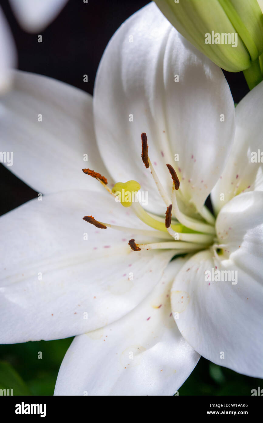 White lilium lily flowers, symbol of love and innocence close up Stock ...