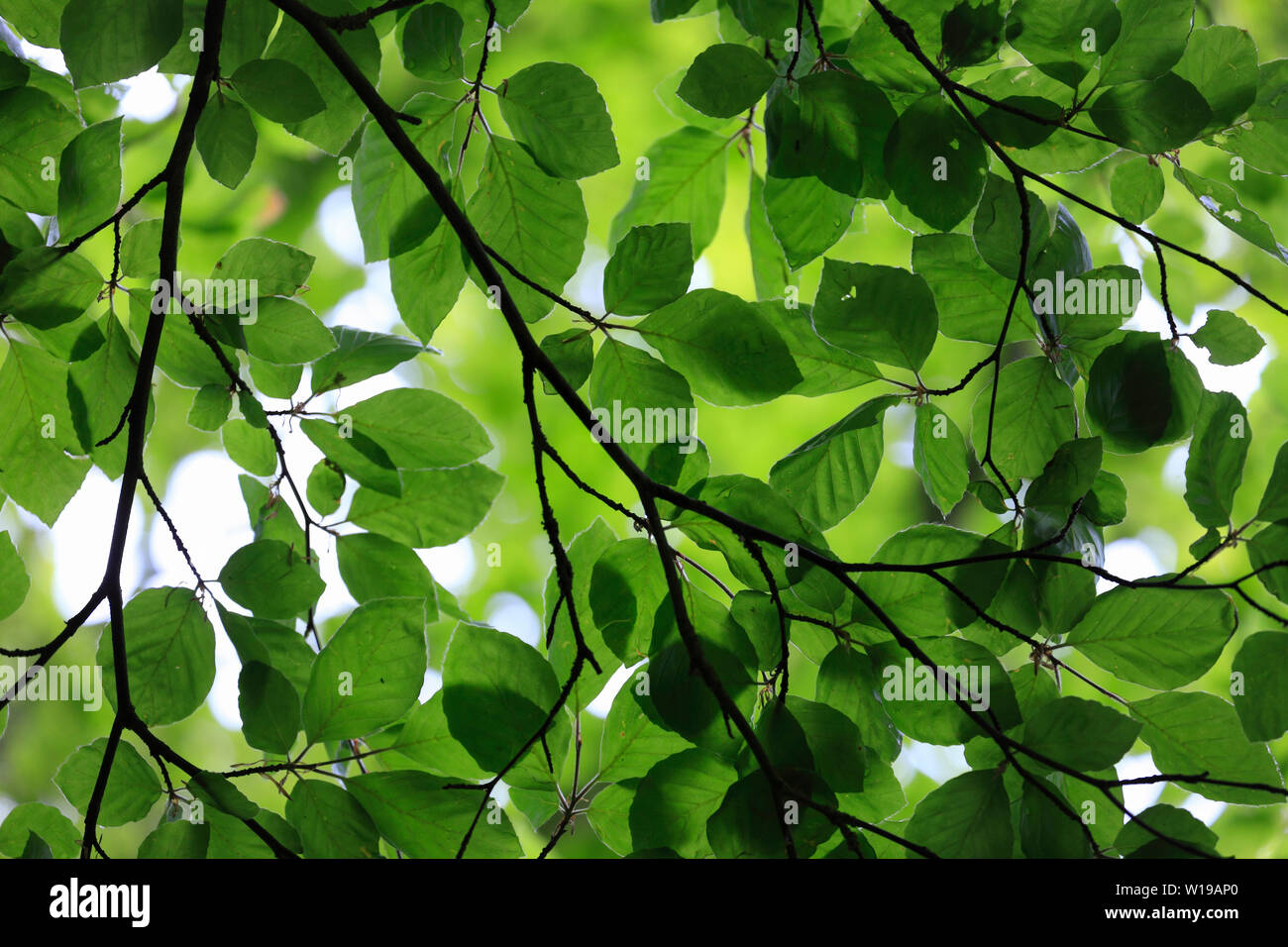 Shade tree leaves hi-res stock photography and images - Alamy