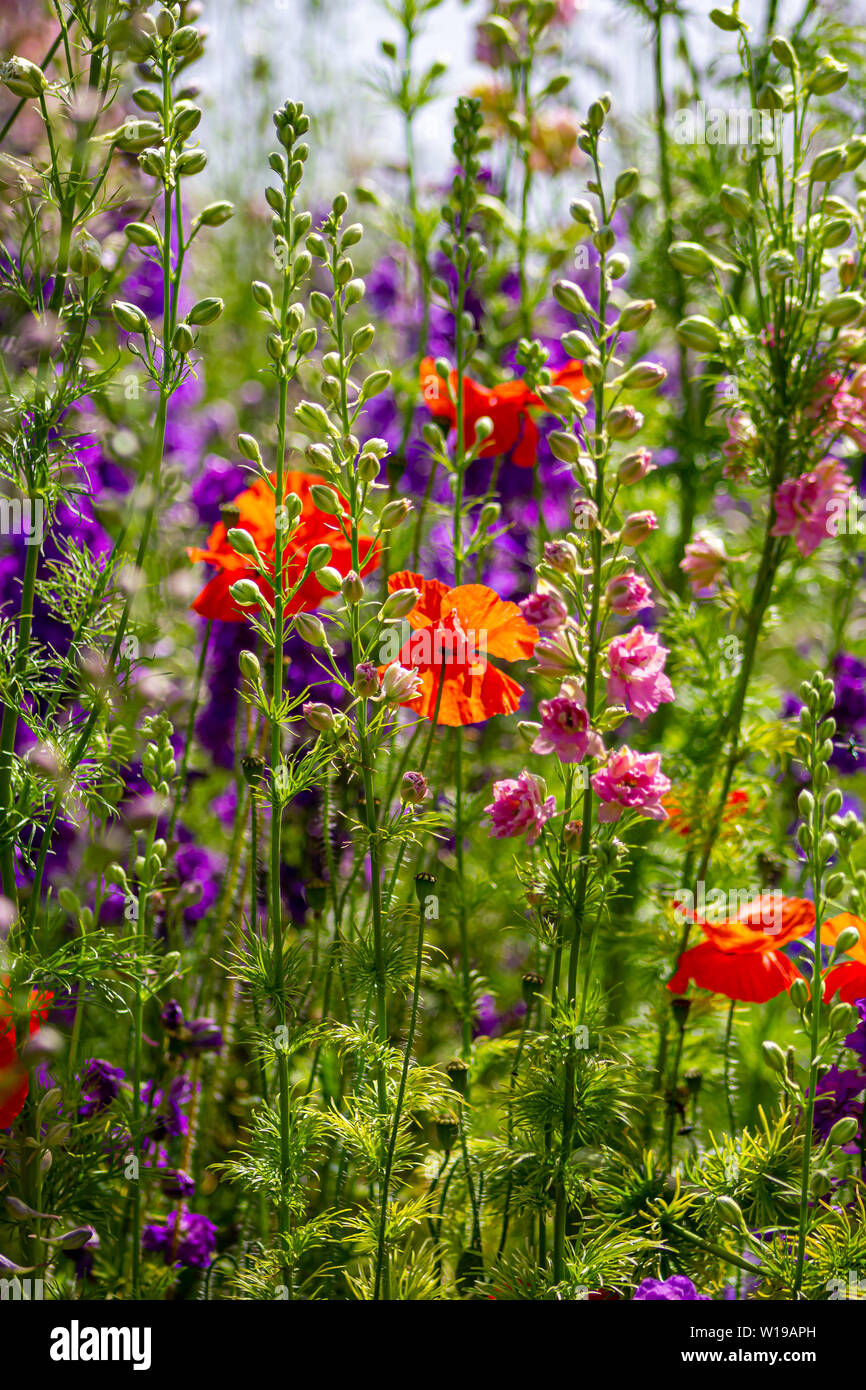 THE CONFETTI FIELDS, WICK, PERSHORE, WORCESTERSHIRE Stock Photo - Alamy