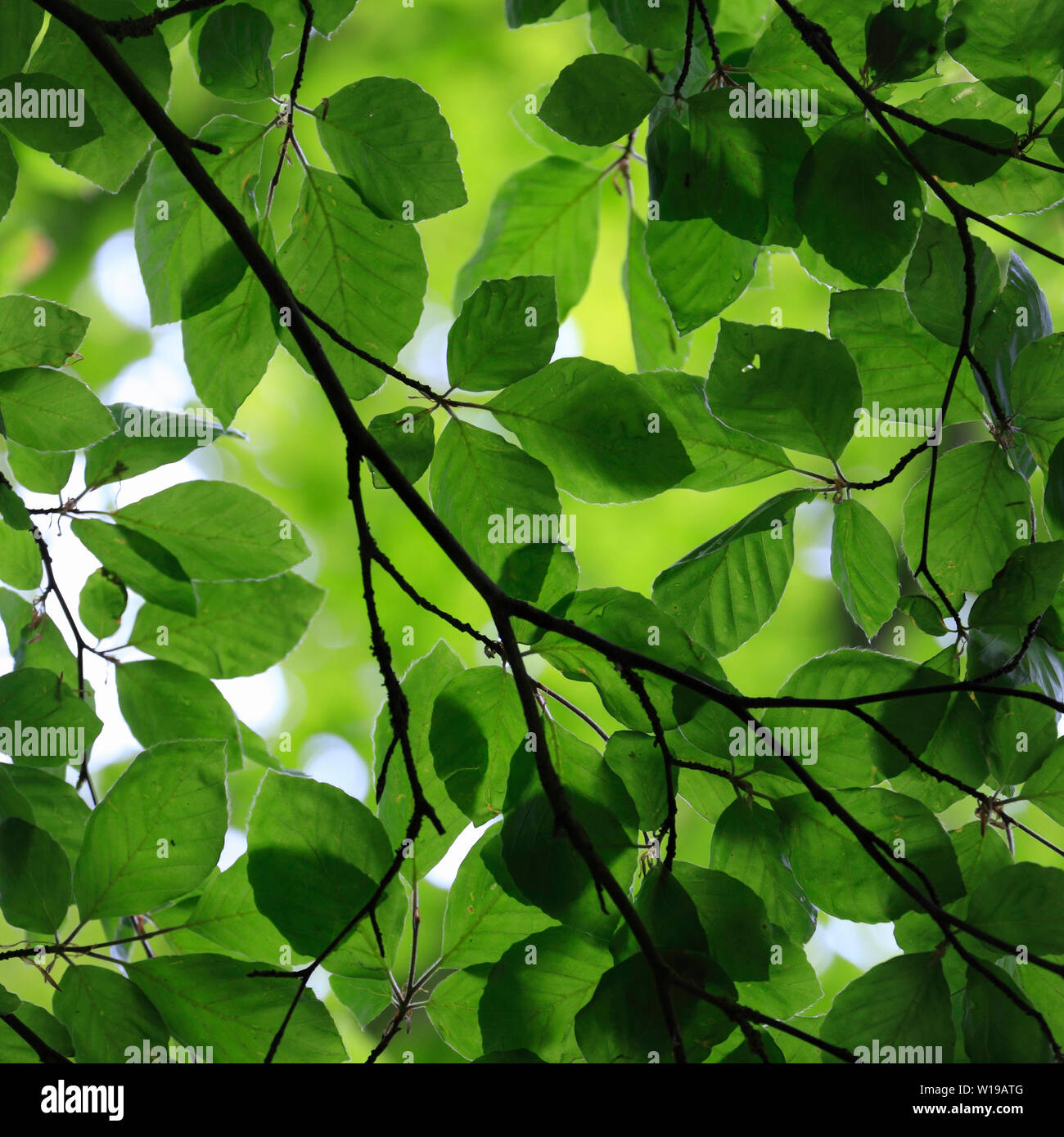 Photosynthesis leaves hi-res stock photography and images - Alamy