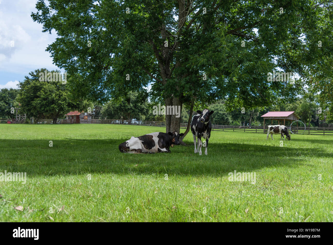 Farmland Black & White Cows under shade tree in Weirsdale, Florida USA ...