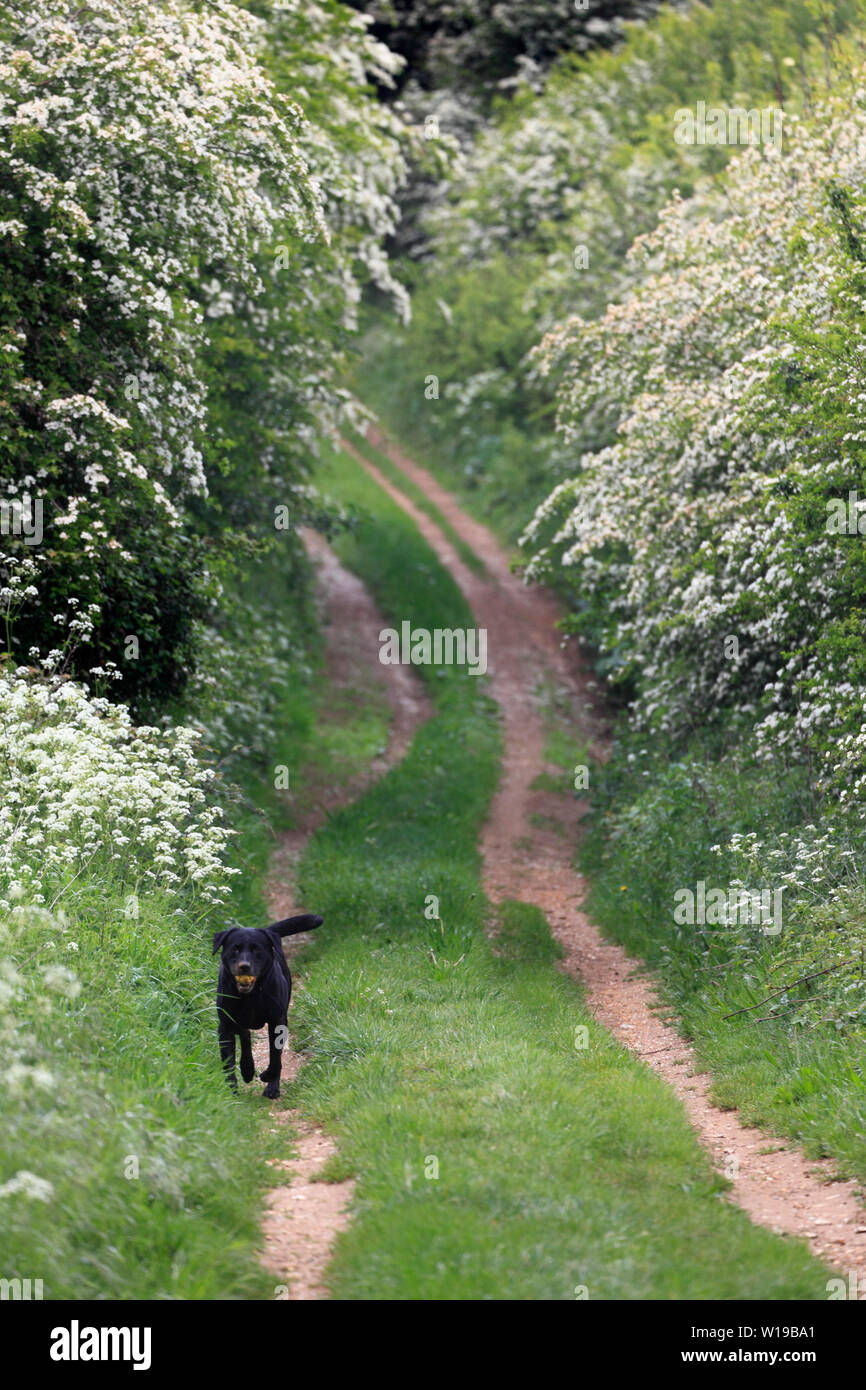 Black Labrador on the Peddar's Way path at Fring in Norfolk Stock Photo ...