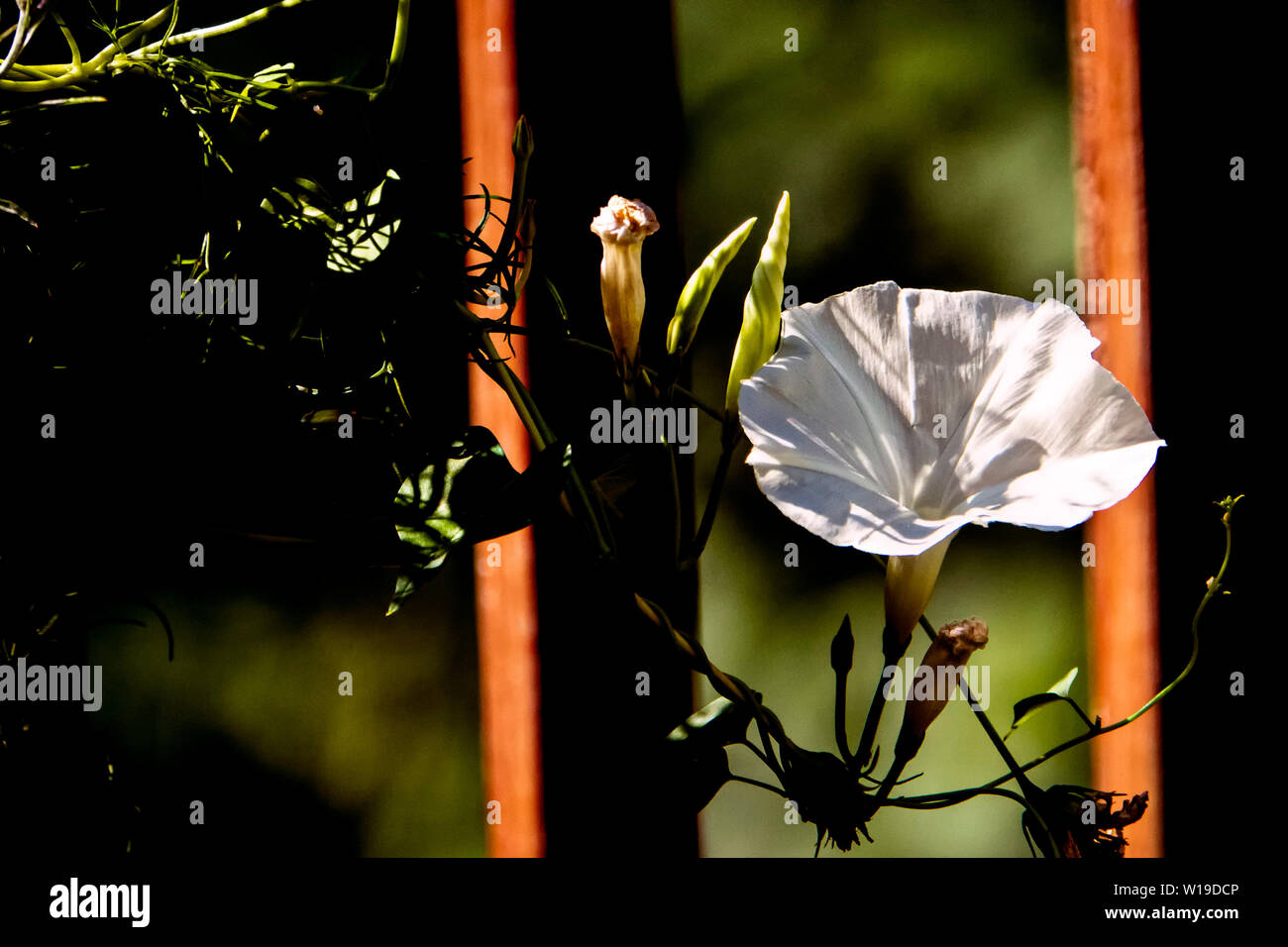 Vine shadows hi-res stock photography and images - Alamy