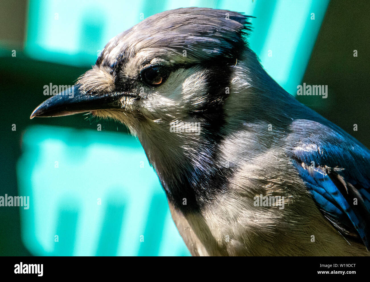 Portrait in blue Stock Photo - Alamy