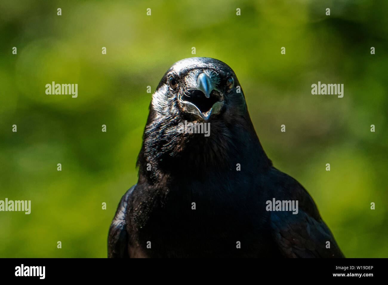 Raven with open mouth hi-res stock photography and images - Alamy
