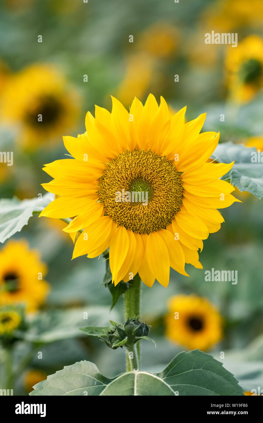 Sunflower blooming natural background Stock Photo - Alamy