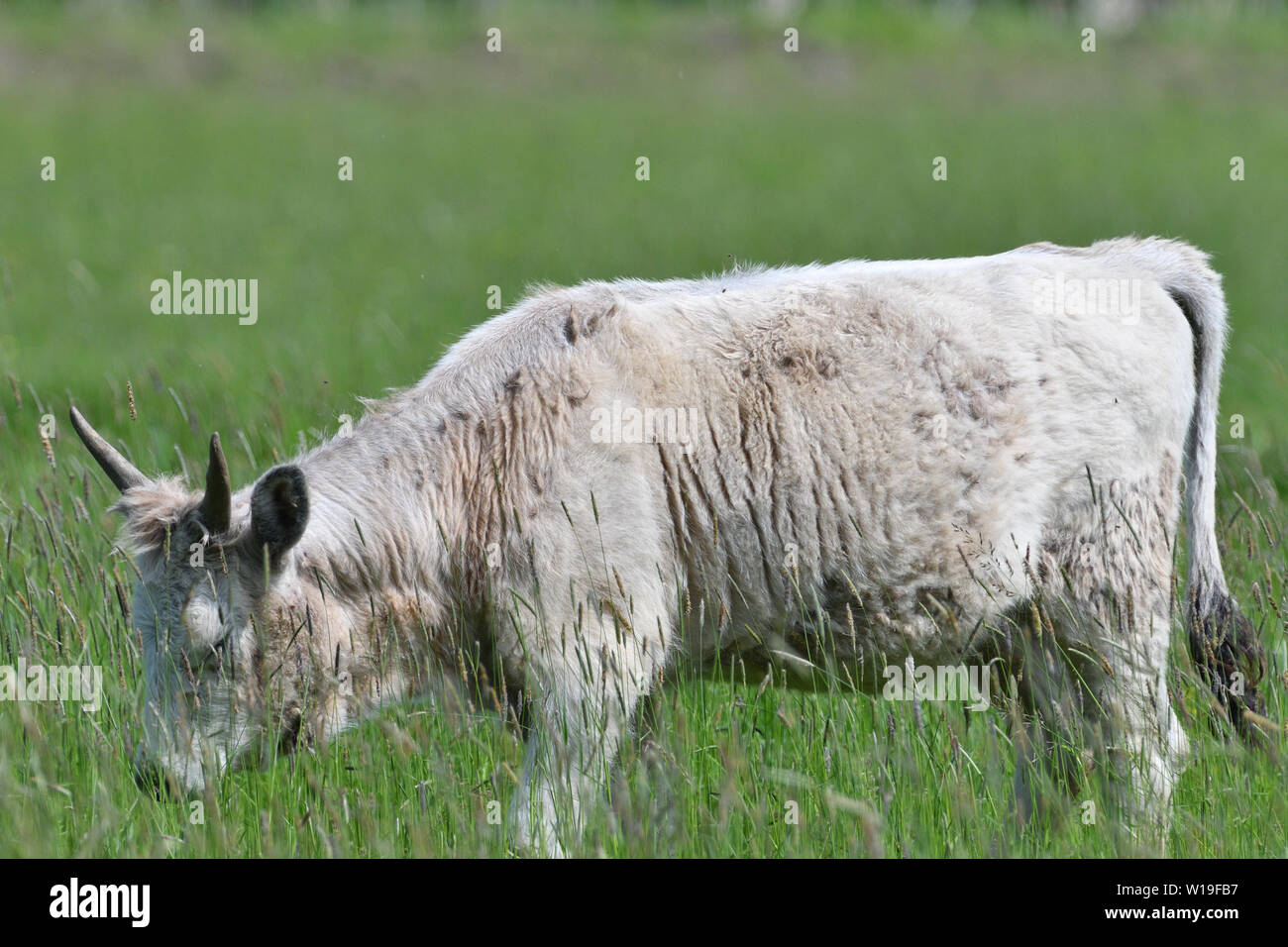 portrait of domestic white cow with horns on grazing Stock Photo - Alamy