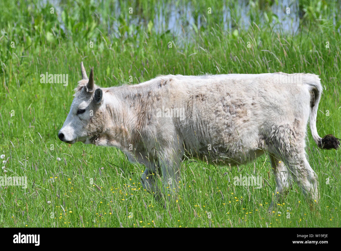 portrait of domestic white cow with horns on grazing Stock Photo - Alamy