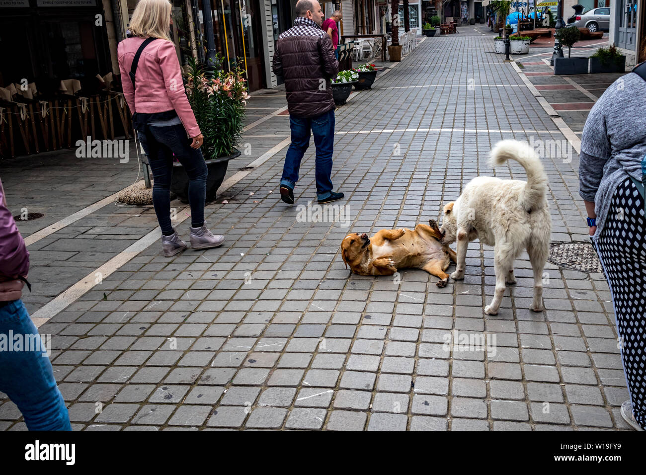 Stray dogs historical hi-res stock photography and images - Alamy