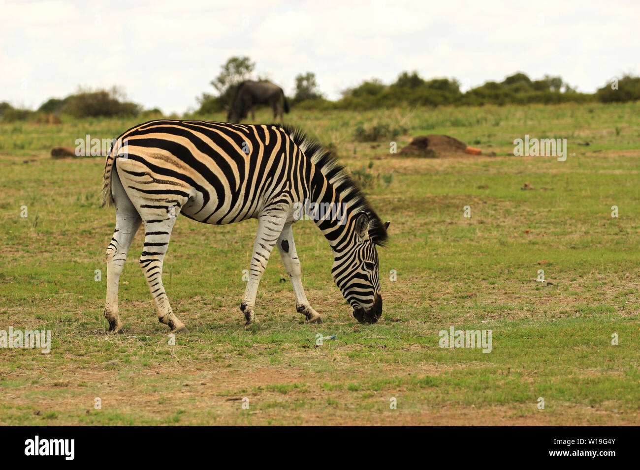 Grazing Burchell' s zebra - African animals in nature Stock Photo - Alamy