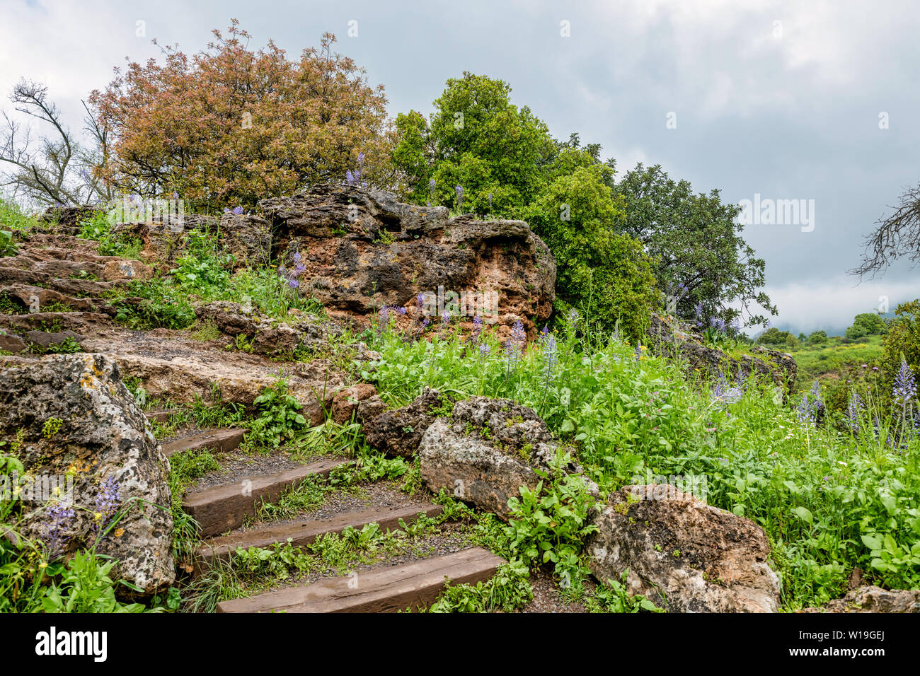 nature in banias national park in north israel Stock Photo - Alamy