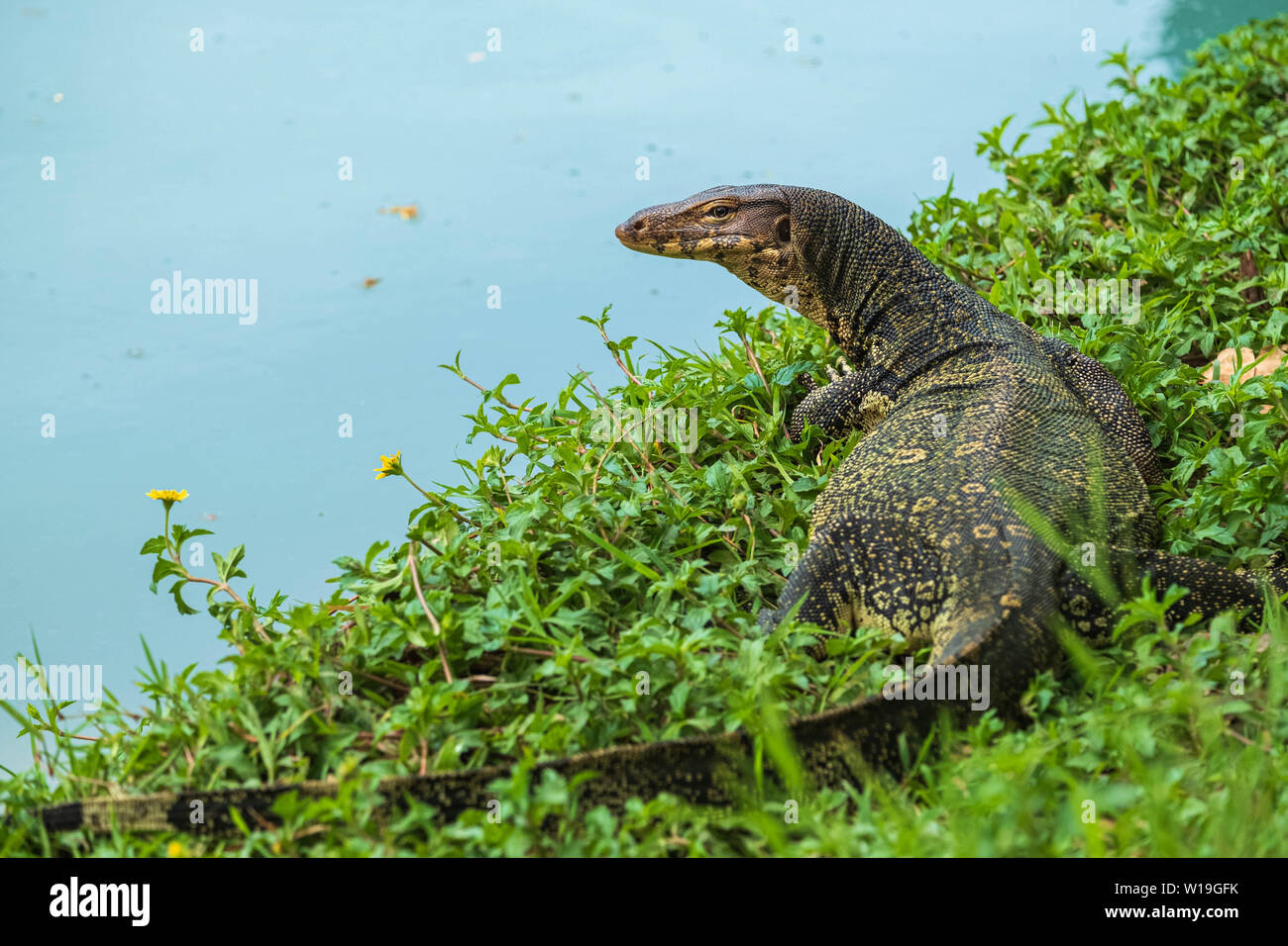 Water monitor in Lumpini Park, Bangkok, Thailand Stock Photo - Alamy